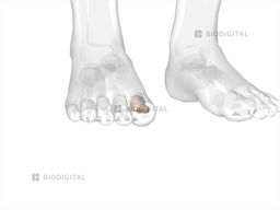 Proximal phalanx of right big toe | BioDigital Anatomy