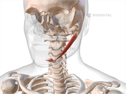 Left digastric | BioDigital Anatomy