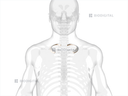 First rib | BioDigital Anatomy