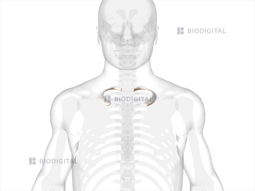 First rib | BioDigital Anatomy