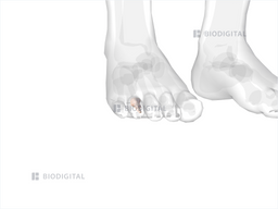Phalanges of right fourth toe | BioDigital Anatomy