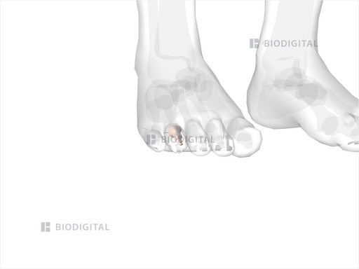 Phalanges of right fourth toe | BioDigital Anatomy