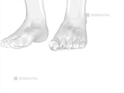 Distal phalanx of left second toe | BioDigital Anatomy
