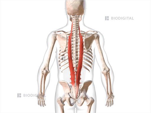 Longissimus | BioDigital Anatomy