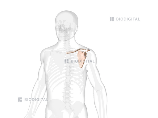 Bones of left pectoral girdle | BioDigital Anatomy