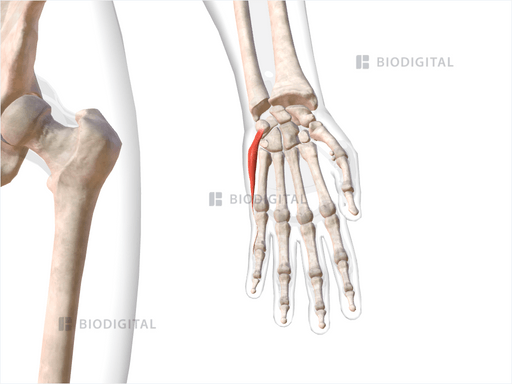 Left abductor digiti minimi | BioDigital Anatomy