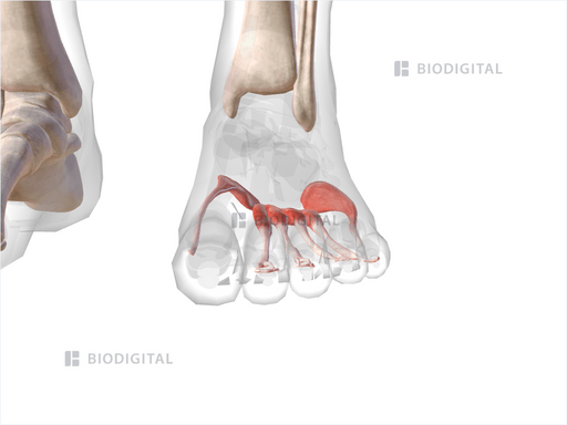 Superficial plantar muscles of left foot | BioDigital Anatomy