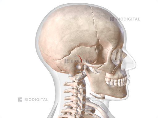 Right helicis major | BioDigital Anatomy