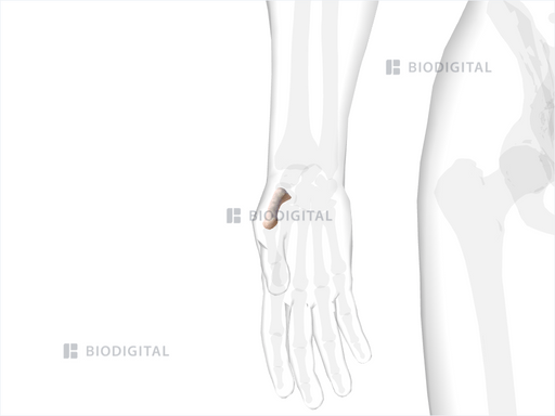 Right first metacarpal | BioDigital Anatomy