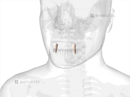 Mandibular first premolar | BioDigital Anatomy