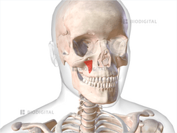 Right levator anguli oris | BioDigital Anatomy