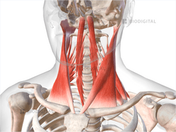 Proper muscles of neck | BioDigital Anatomy