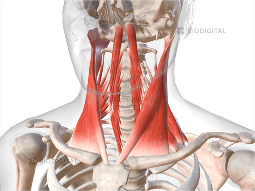 Proper muscles of neck | BioDigital Anatomy