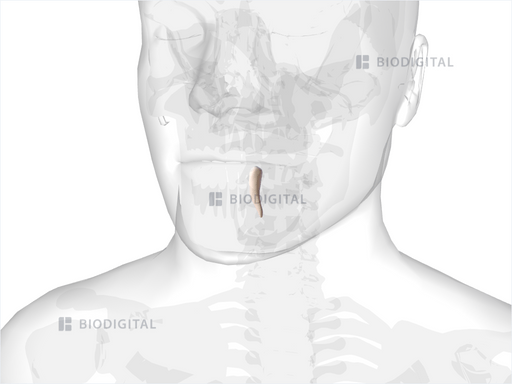 Left mandibular canine | BioDigital Anatomy