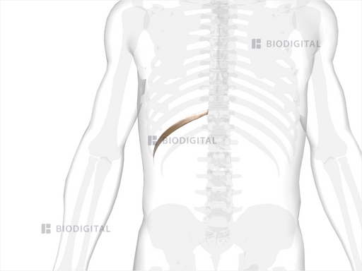 Right eleventh rib | BioDigital Anatomy