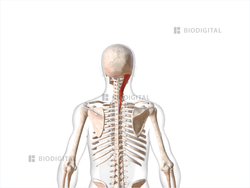 Right splenius capitis | BioDigital Anatomy