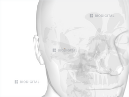 Right stapes | BioDigital Anatomy