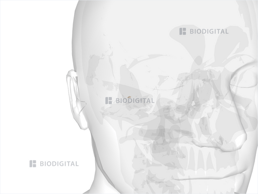 Right stapes | BioDigital Anatomy