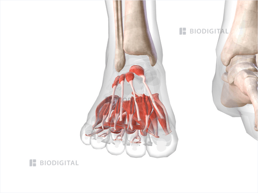 Muscles of right foot | BioDigital Anatomy