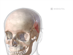 Left temporoparietalis | BioDigital Anatomy