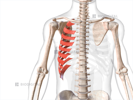 Right innermost intercostals | BioDigital Anatomy
