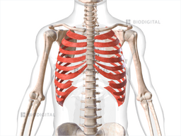 Internal intercostals | BioDigital Anatomy