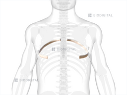 Sixth rib | BioDigital Anatomy