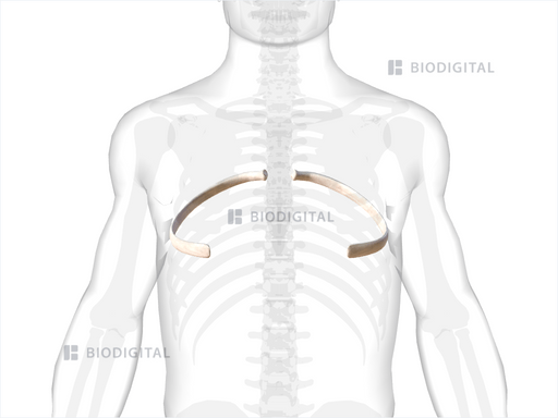 Sixth rib | BioDigital Anatomy
