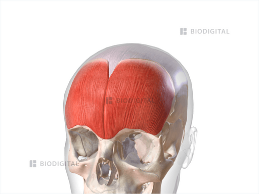 Occipitofrontalis | BioDigital Anatomy