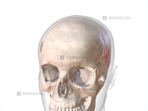 Temporoparietalis | BioDigital Anatomy