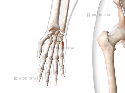 Right opponens digiti minimi | BioDigital Anatomy