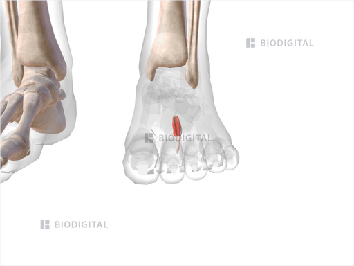 Second dorsal interosseus muscle of left foot | BioDigital Anatomy