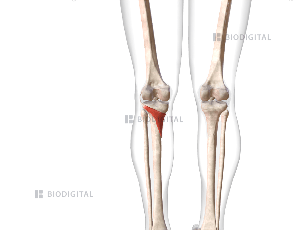 Left Popliteus BioDigital Anatomy Left Popliteus BioDigital Anatomy