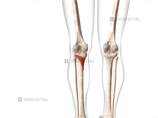 Left popliteus | BioDigital Anatomy