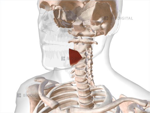 Left hyoglossus | BioDigital Anatomy