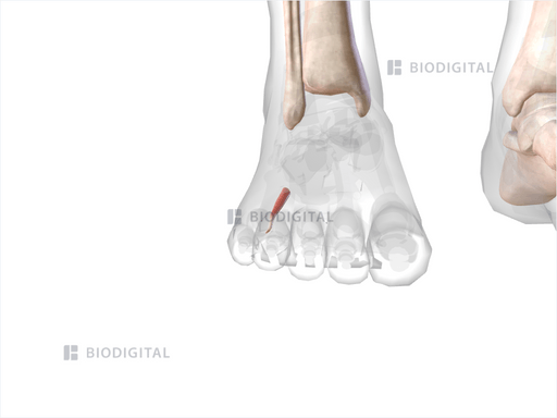 Third plantar interosseous muscle of right foot | BioDigital Anatomy
