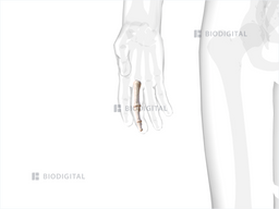 Phalanges of right middle finger | BioDigital Anatomy