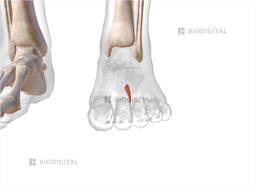 First plantar interosseous muscle of left foot | BioDigital Anatomy