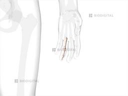 Phalanges of left ring finger | BioDigital Anatomy