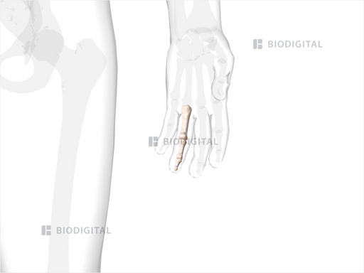 Phalanges of left ring finger | BioDigital Anatomy