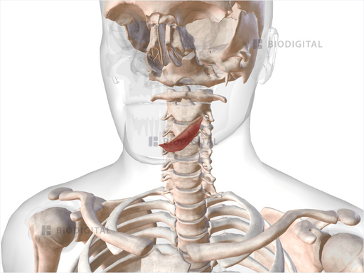 Left mylohyoid | BioDigital Anatomy