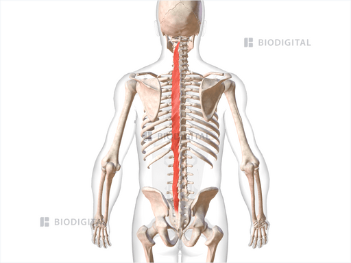 Left multifidus | BioDigital Anatomy