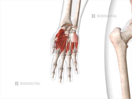 Muscles of right hand | BioDigital Anatomy