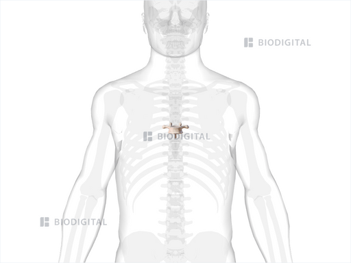 Seventh thoracic vertebra | BioDigital Anatomy