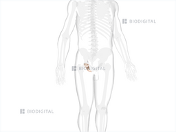 Right ischium | BioDigital Anatomy