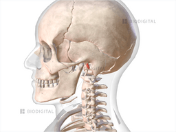 Left tragus | BioDigital Anatomy