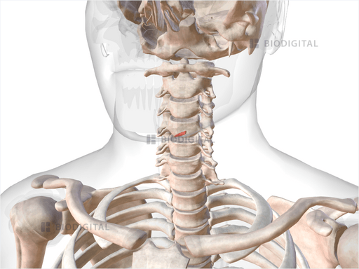 Left oblique arytenoid | BioDigital Anatomy