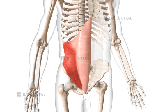 Right internal oblique | BioDigital Anatomy