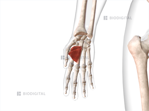 Right adductor pollicis | BioDigital Anatomy