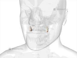 Maxillary third molar | BioDigital Anatomy